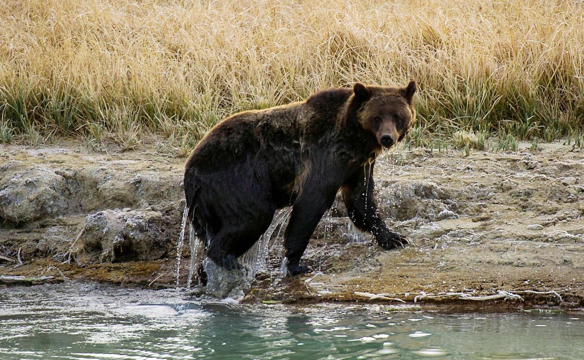 Etats-Unis - Un grizzly tue un guide du parc de Yellowstone - Le Matin