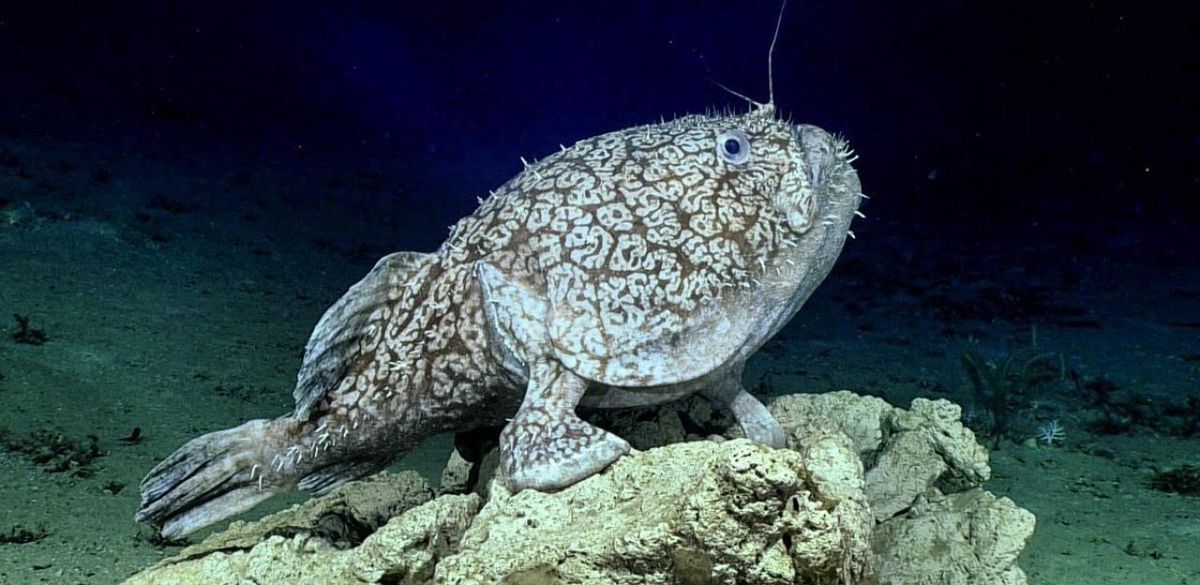 Océan Atlantique – Ce mystérieux poisson a été pris pour un rocher - L ...