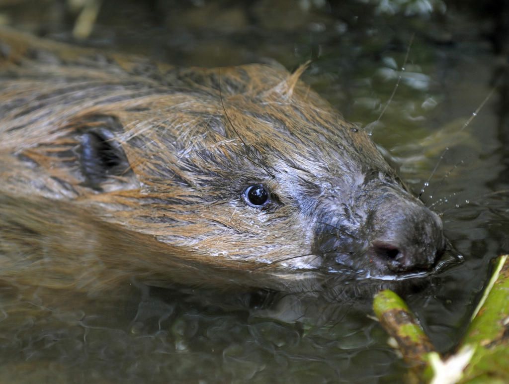 Root LU: Hochwasser wegen Bibern – Kanton senkt Damm ab - 20 Minuten
