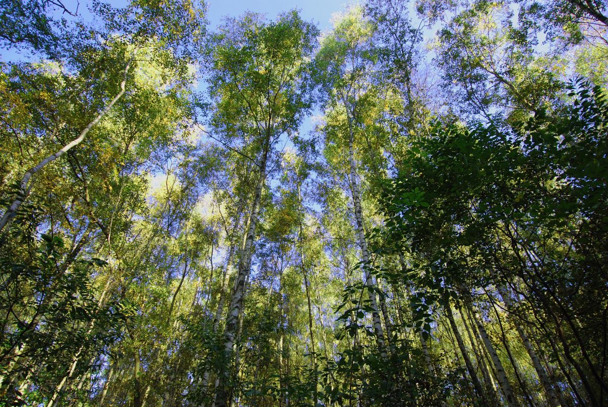 Au Luxembourg – Cactus s'engage pour l'environnement - L'essentiel