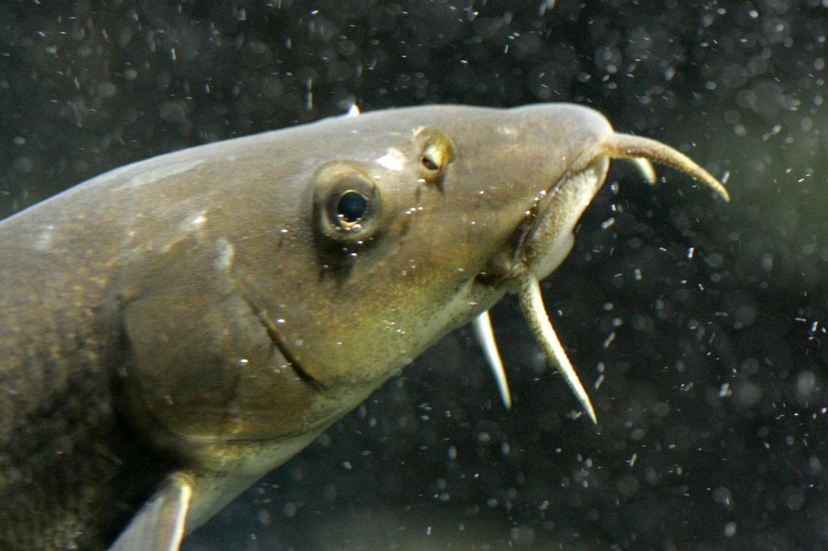 Rheinschwimm-Saison hat begonnen: Diese Fische schwimmen mit uns in ...