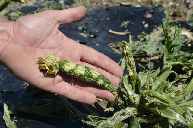 Assurances – Suisse Grêle a versé près de 72 millions de francs en 2013 ...