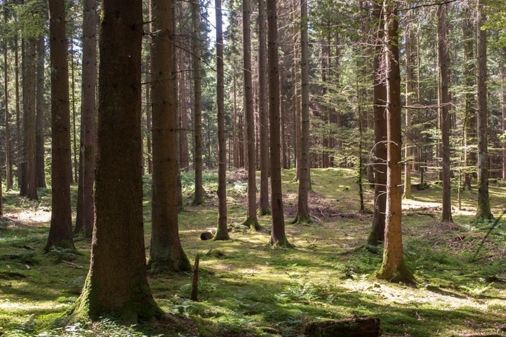 Mehr Mittel für Wald- und Holzwirtschaft | Basler Zeitung