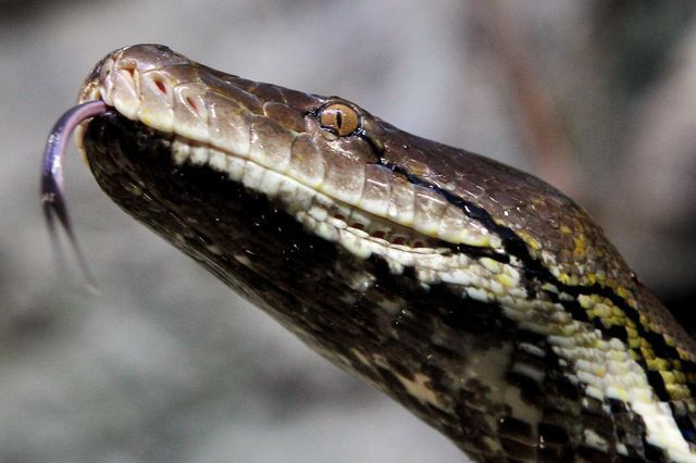 Insolite – Elle trouve un python d'un mètre dans ses toilettes ...