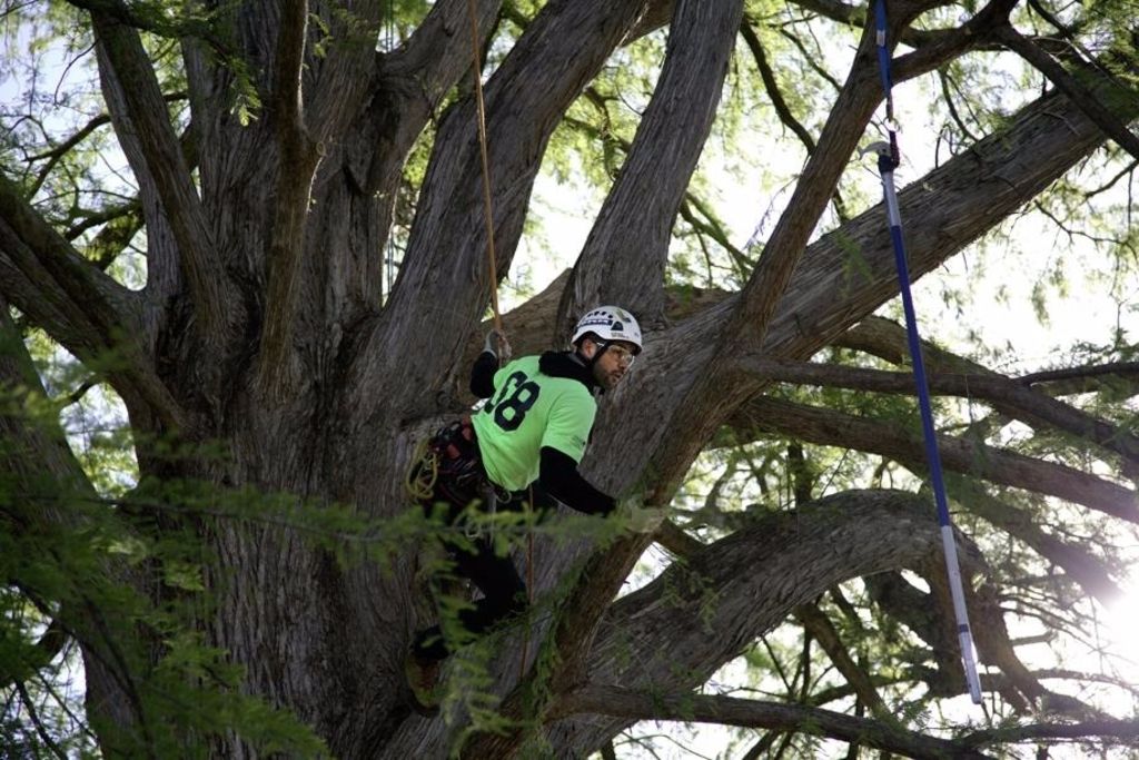 Depuis la cime d’un cyprès du Texas, Florim Ajda fait rayonner la ...