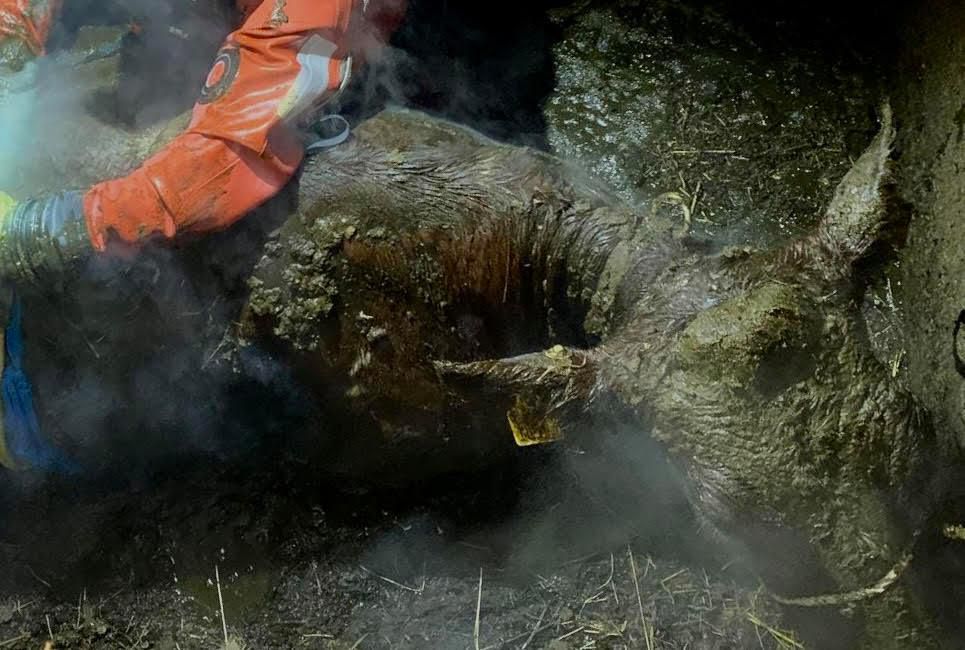 Jura bernois: La vache Davina, sauvée d’une fosse à purin - Le Matin
