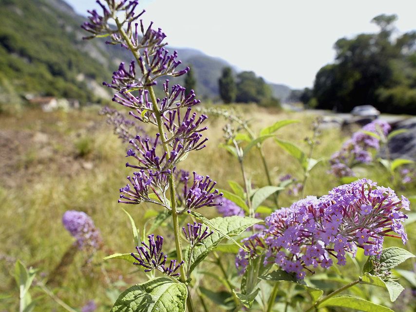 Les espèces exotiques envahissent le monde | 24 heures