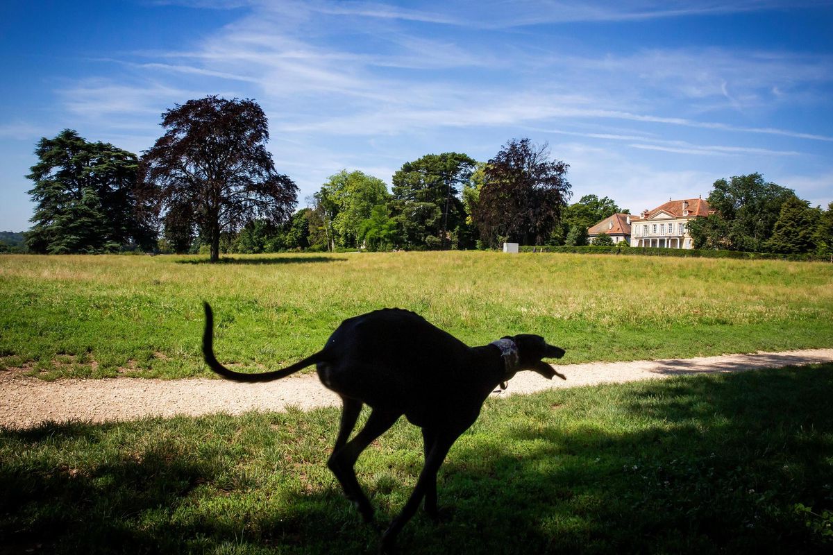 Au bon coin canin (2/8) - Les chiens en liberté, héritiers heureux d’un ...