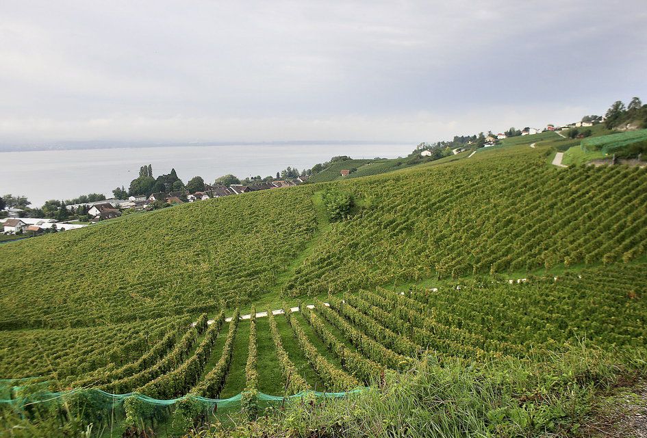 Mit Viny durch die Rebberge des Mont Vully | Berner Zeitung