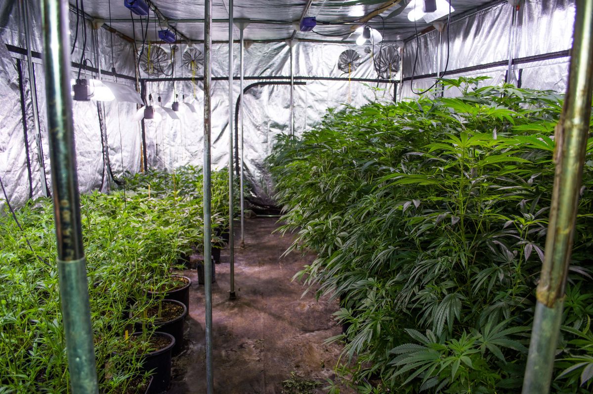 Interlaken: Polizei hebt Hanf-Indooranlage mit 4900 Pflanzen aus ...