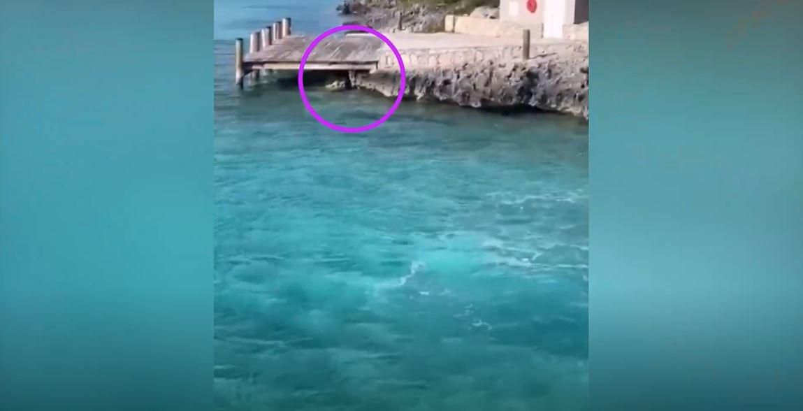 Scène surréaliste aux Bahamas: Un chien en excès de confiance saute à l ...