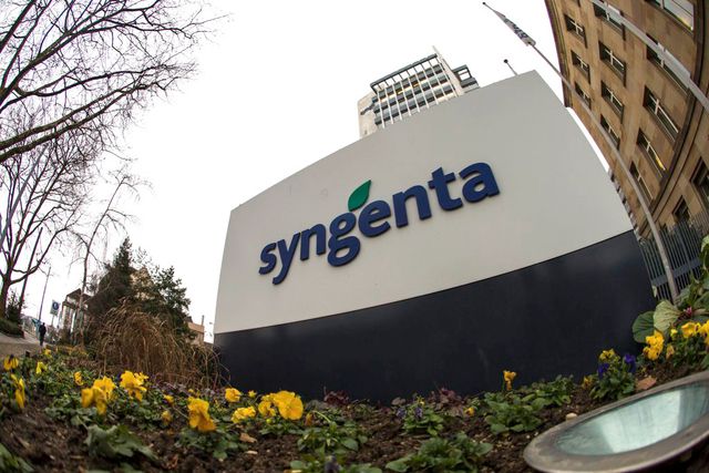 Genmais bringt Syngenta wieder auf die Anklagebank | Basler Zeitung