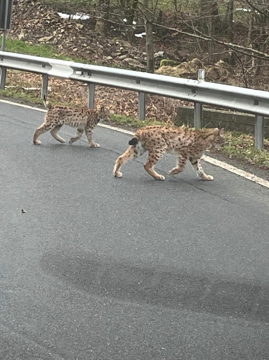 Rencontre surprise avec deux lynx dans le Gros-de-Vaud - Le Matin