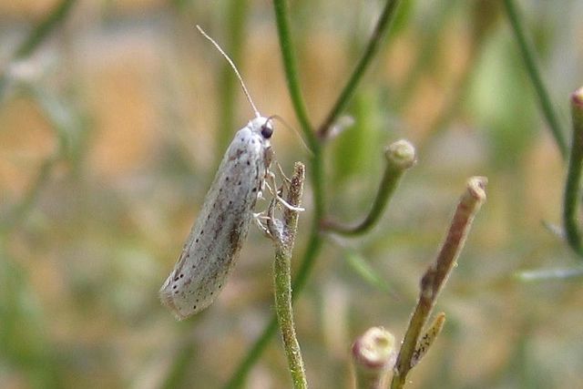 Basler Motten zieht es weniger zum Licht | Basler Zeitung