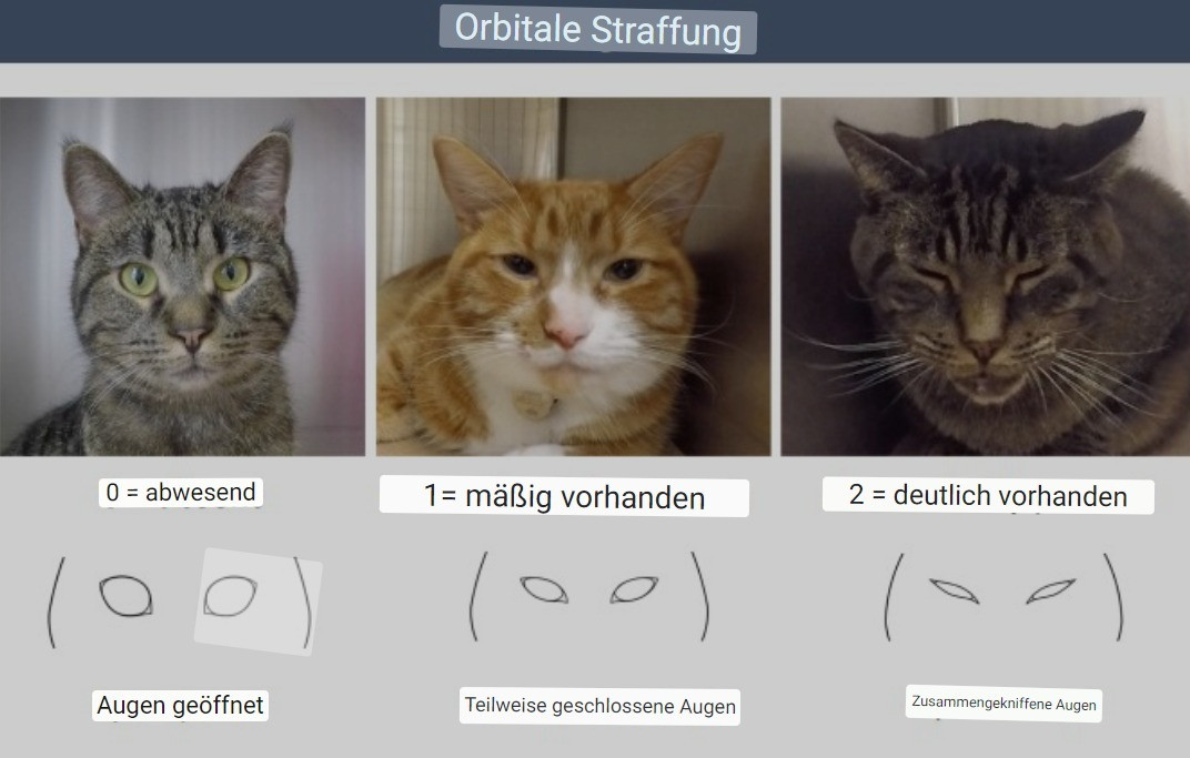 Feline Grimace Scale: Wenn deine Katze dieses Gesicht macht, solltest ...