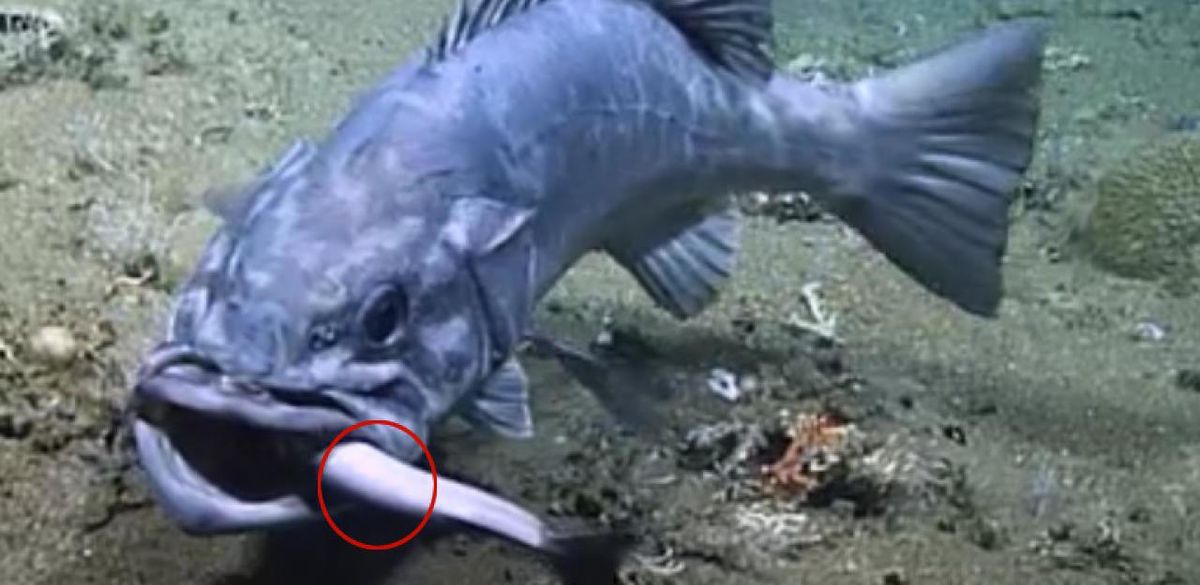 Au fond de l'océan Atlantique – Un requin devient la proie d'un poisson ...