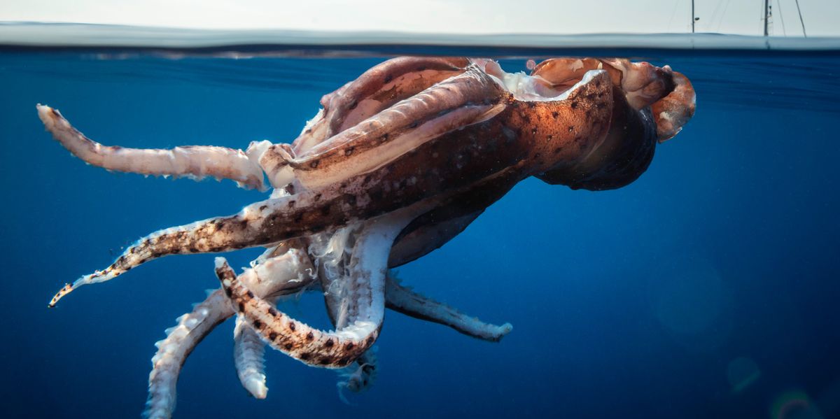 Oktopus in Kunst und Kultur: Neues vom Trendtier – und uns Menschen ...