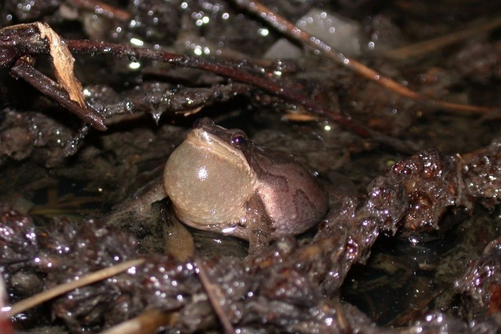 Nature – Le Canada à la rescousse d'une petite grenouille | 24 heures