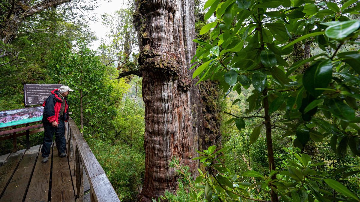 Chili: Un arbre vieux de 5000 ans devenu une véritable «capsule ...