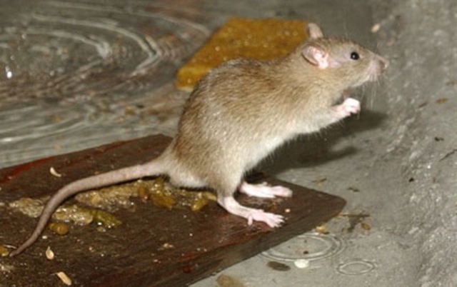 Les Galapagos vont tuer 180 millions de rats | 24 heures