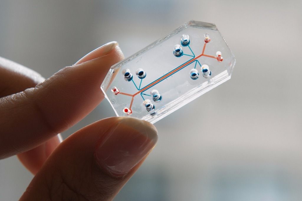 Weniger Tierversuche dank künstlicher Mini-Organe? | Der Landbote