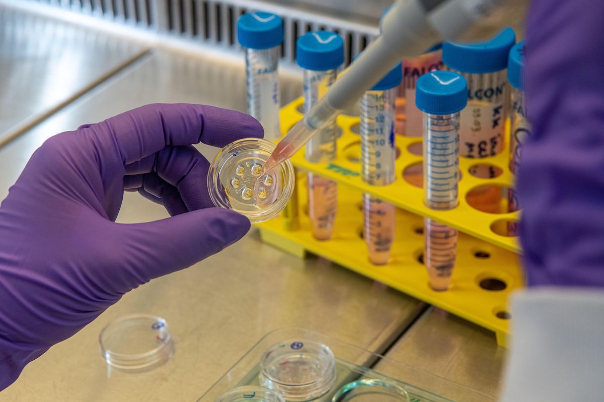 Neues Roche-Institut : Mini-Organe aus dem Basler Labor sollen die ...