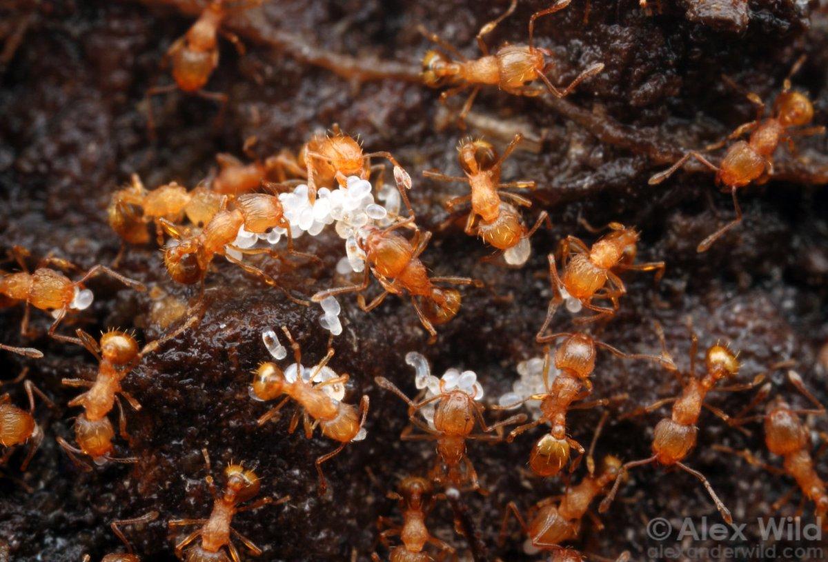 La dangereuse «fourmi électrique» détectée en France - Le Matin