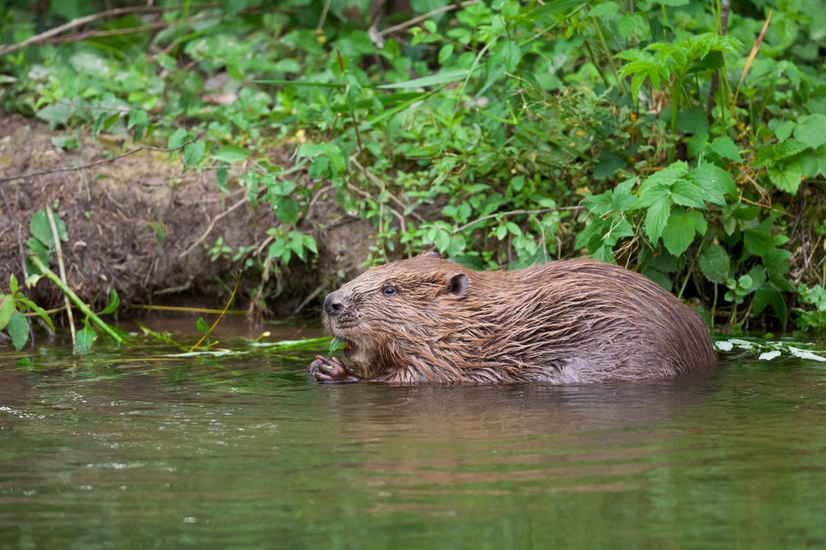 Biber in der Schweiz – nützlich oder abschiessen? | Basler Zeitung