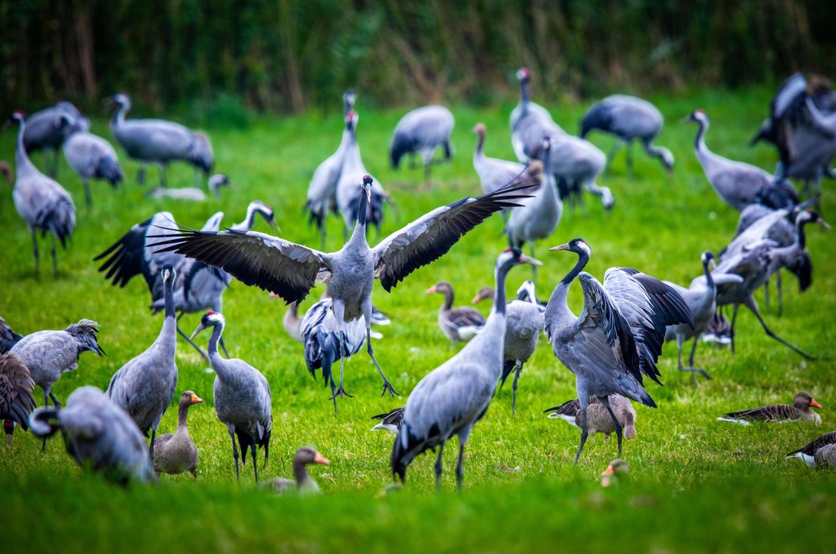 Dutzende Kraniche fliegen über die Schweiz und den Zürichsee