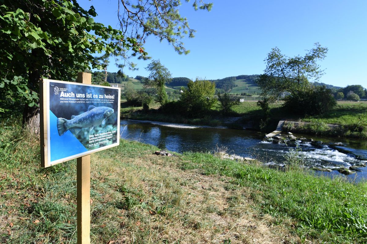 Zu warm, zu wenig Wasser: Töss, Thur und Rhein: Jetzt ist es kritisch ...