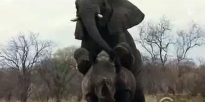 Instinct naturel – Un éléphant en rut se trompe de partenaire - L'essentiel