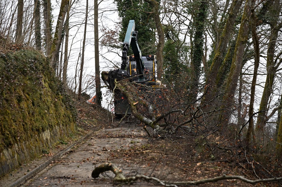 Holzschlag in Dachsen für mehr Biodiversität | Der Landbote