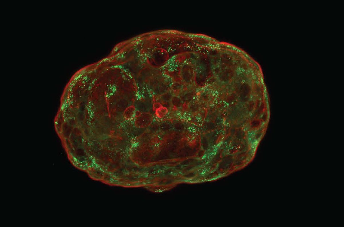 Künstliche Embryos gezüchtet – «Meisterleistung von enormer Tragweite ...