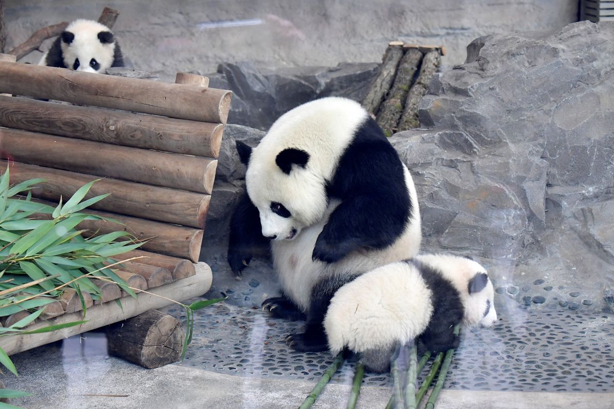 Naissance: deux pandas géants sont nés au Zoo de Berlin