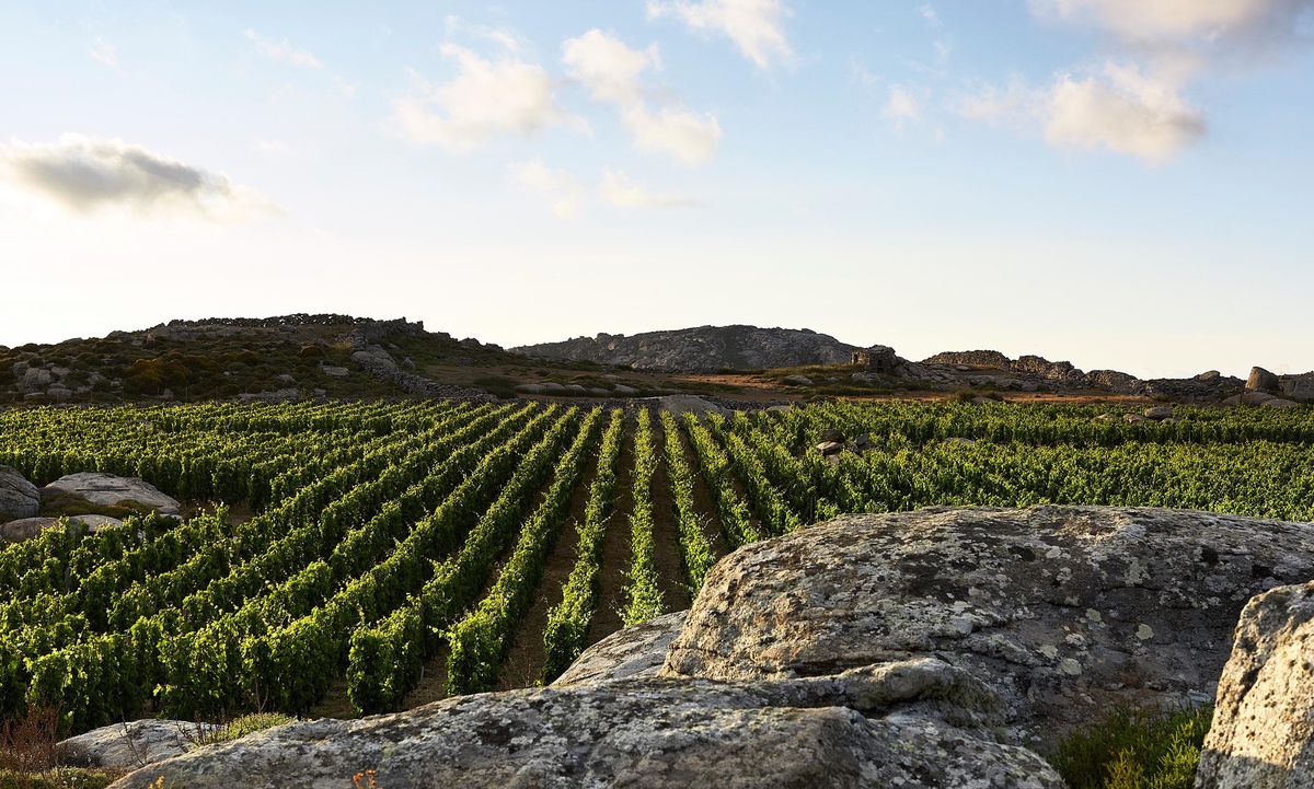 Vins: Assyrtiko, ce cépage grec qui vise l’Olympe | Bilan