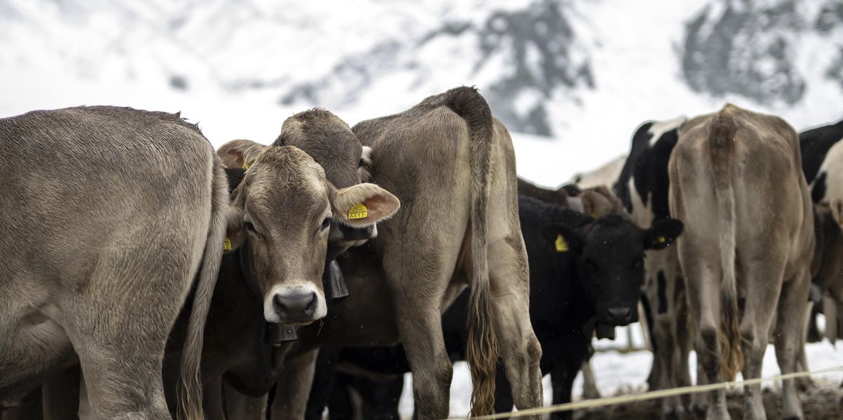 Bovaer: Mittel soll Milch klimafreundlicher machen | Tages-Anzeiger