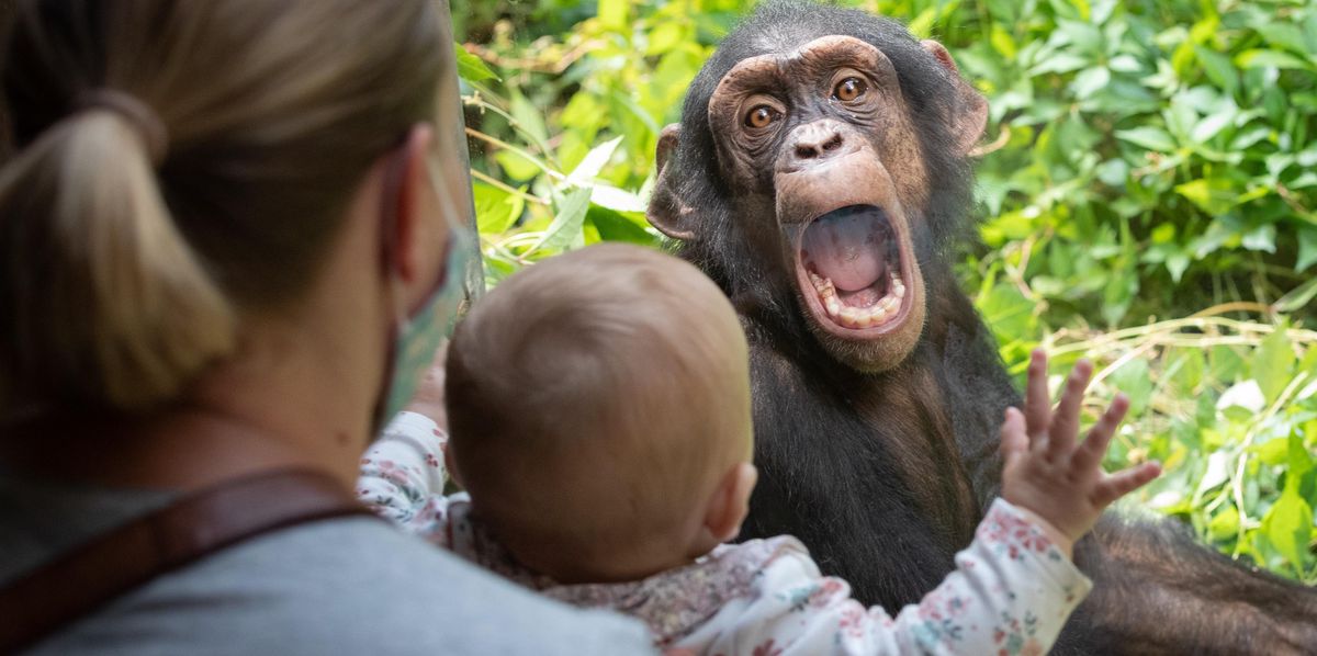 Mathematik: Forscher widerlegen Infinite-Monkey-Theorem