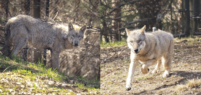 Wildpark in Winterthur: Die beiden Jungwölfe flirten bereits | Tages ...