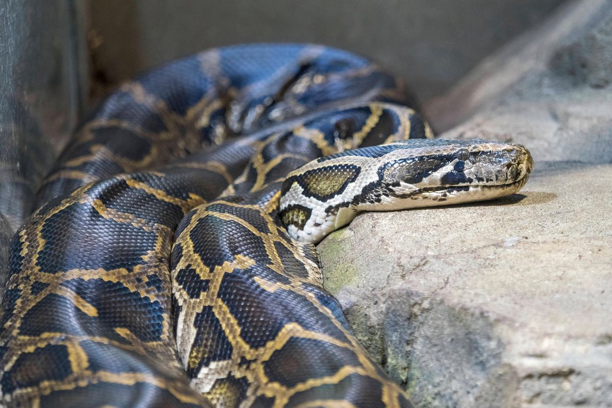 «Das ist Australien»: Fünfjähriger überlebt Pythonangriff in Byron Bay ...