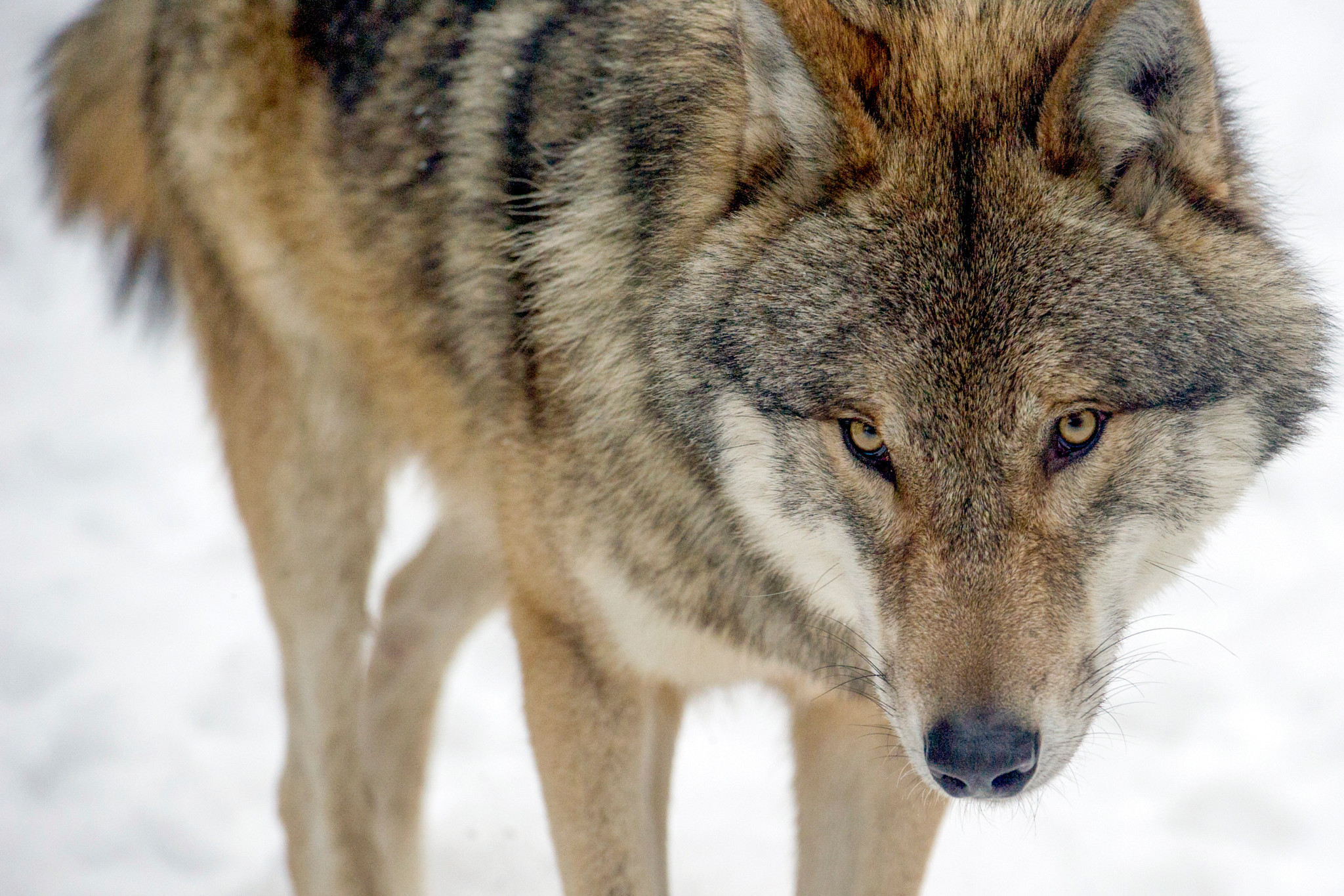 Loup: M637 traverse le lac des Quatre-Cantons à la nage