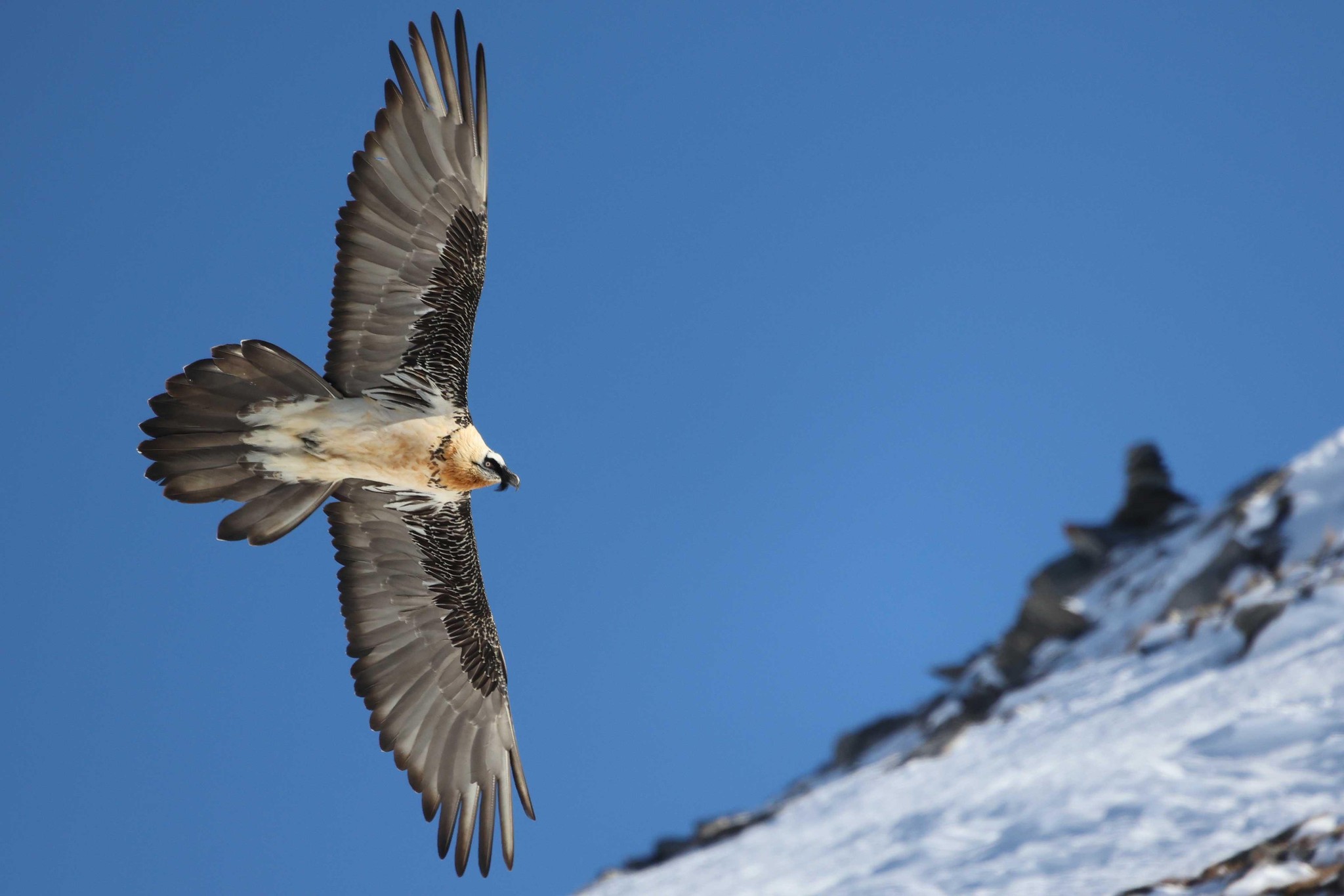 Avifaune helvétique: La Suisse vit un nouvel âge d’or des rapaces | 24 ...