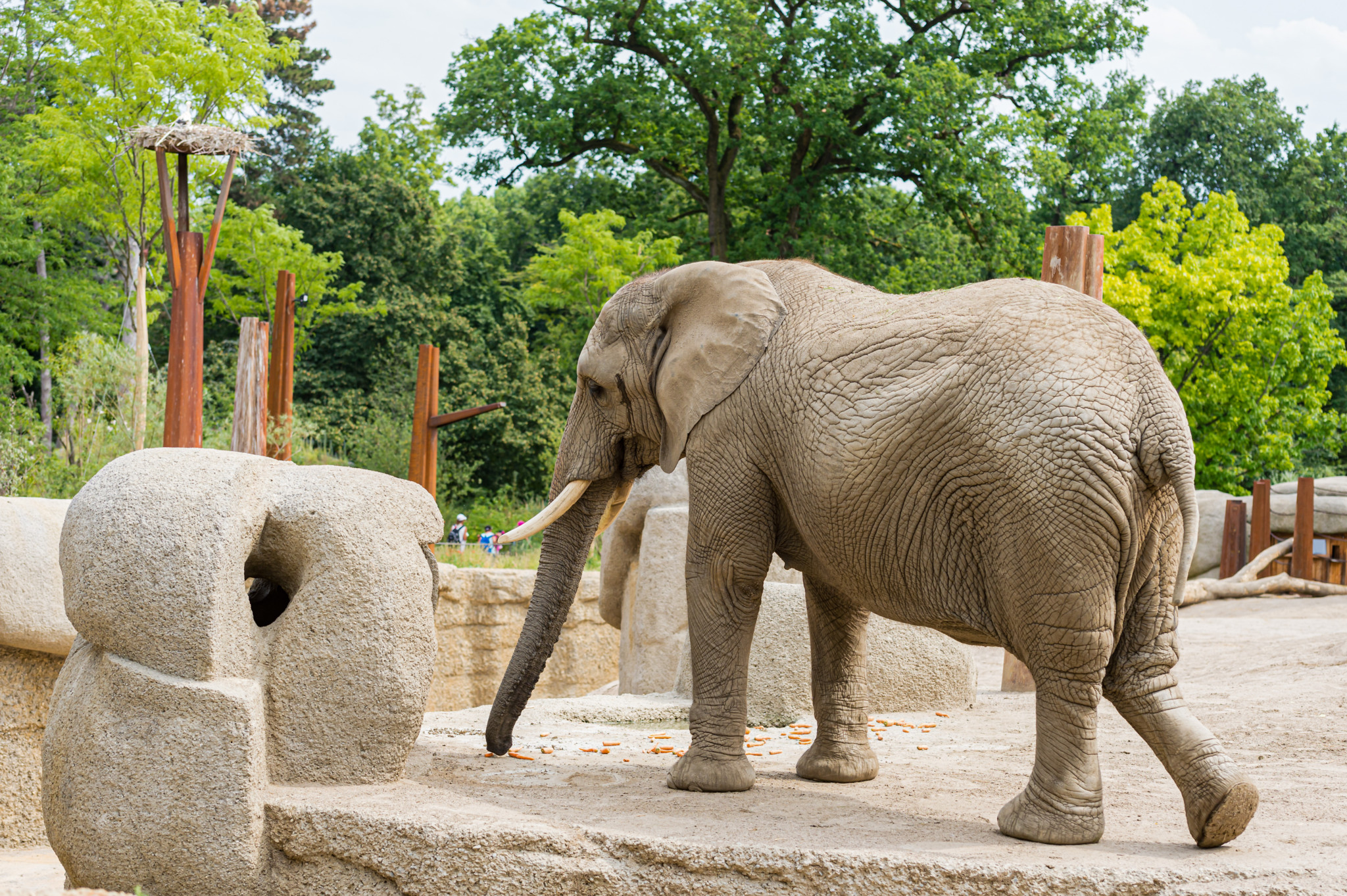 Verstorbenes Elefantenkalb: «Der Basler Zoo will es wieder einmal als Pech verkaufen» | Basler ...