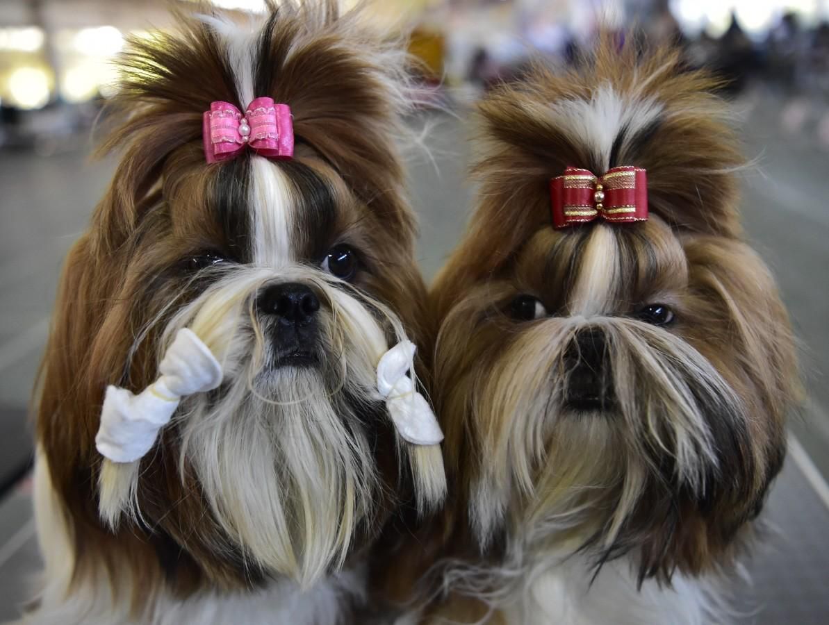 Damit Bellos Po nach Pfirsich duftet | Tages-Anzeiger