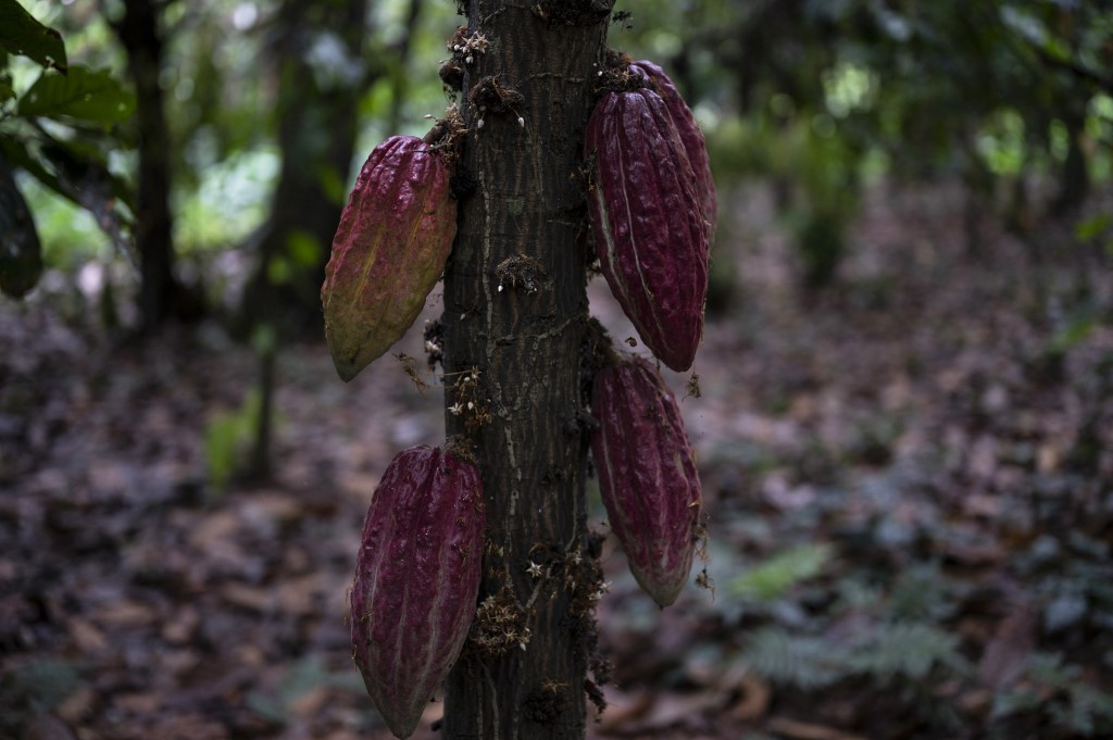 A la découverte du «meilleur cacao du monde» - L'essentiel
