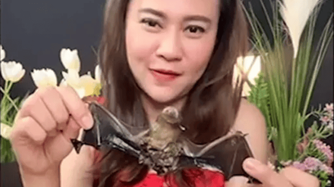 Gegen zwei Gesetze verstoßen: Youtuberin isst Fledermaus-Suppe – jetzt drohen ihr bis zu fünf ...