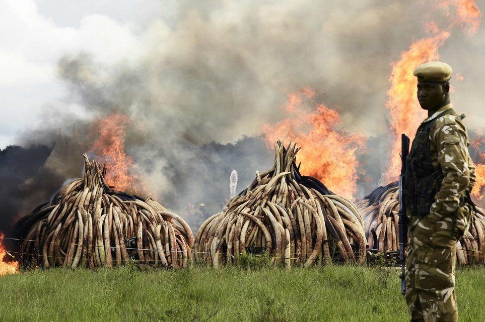 Kenya: La plus grande destruction d'ivoire de l'Histoire - Le Matin