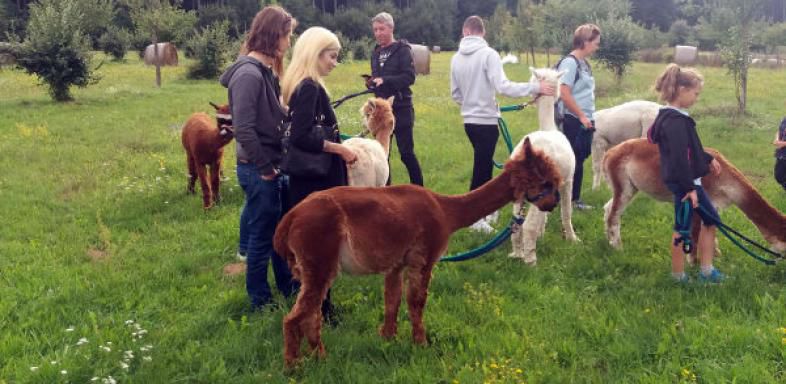 Au Luxembourg – Notre série d'été... Une balade avec des alpagas - L ...