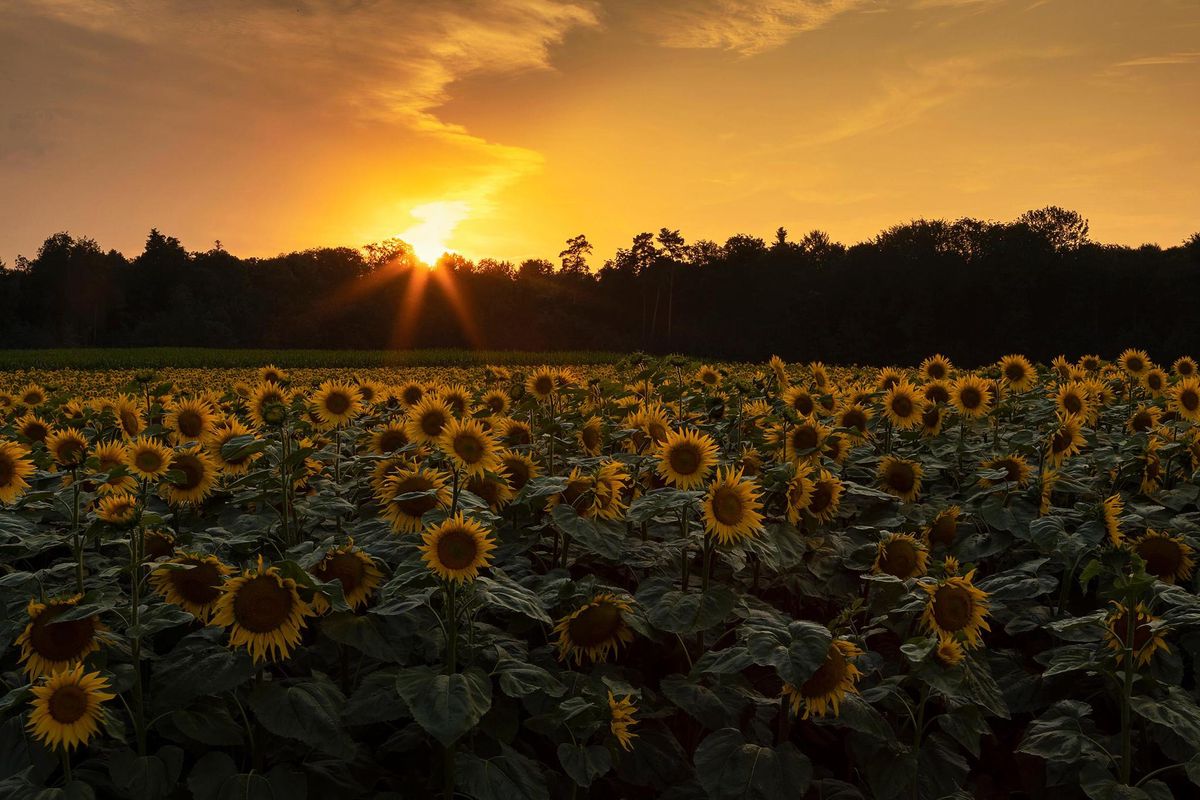 Bilder des Tages – Juli - Das sind die schönsten Leserbilder des Monats ...