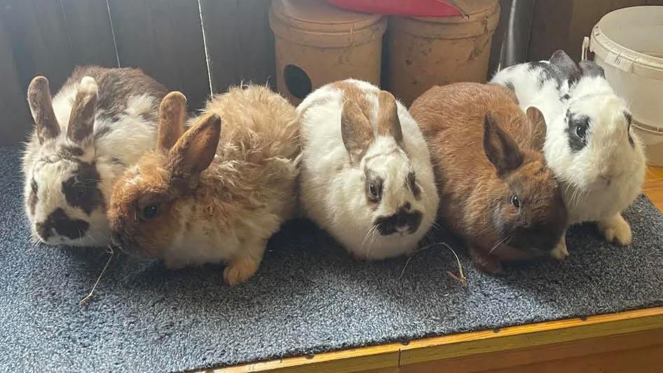 Cinq lapins abandonnés dans une forêt bernoise - Le Matin