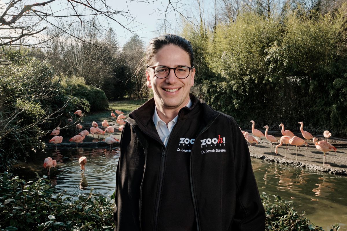 Zoo Zürich: Direktor Severin Dressen beantwortet Fragen zu seinem ...